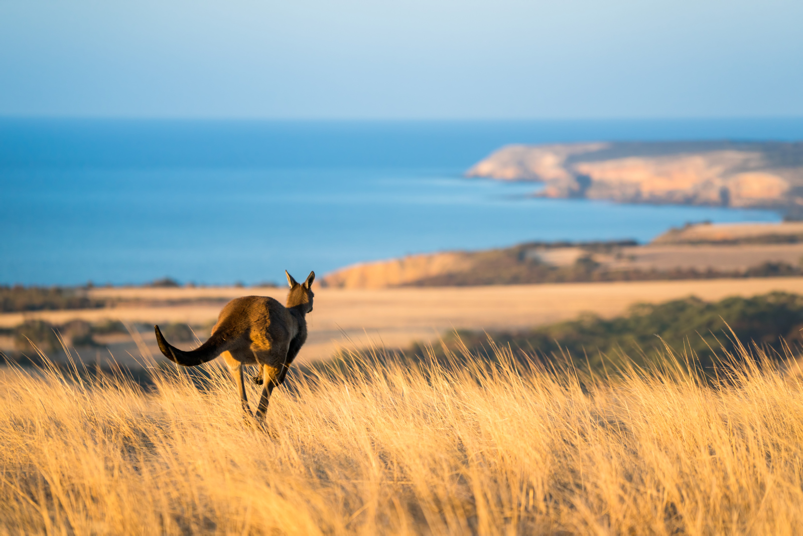 Visiter Kangaroo Island en Australie - DavidEnOz : Blog 100% Océanie
